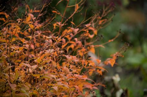 배경 화면 햇빛 숲 자연 분기 녹색 노랑 나무 가을 잎 시즌 플로라 룬드 H St L V 식물원 벤 벤드 식물 정원 축 유어 뮤즈 유행성