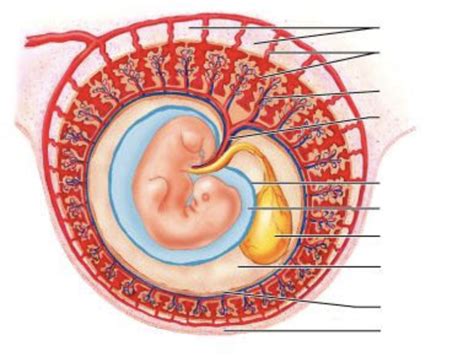 Aandp 4 Week Embryo Diagram Quizlet