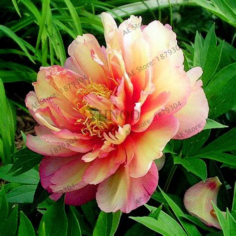 10 шт пакет многолетнее растение в виде цветка пиона Флорес редких множество различных