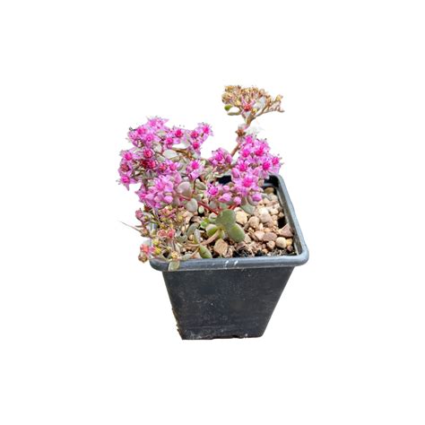 Sedum Cauticola Lidakense Sturton Plants