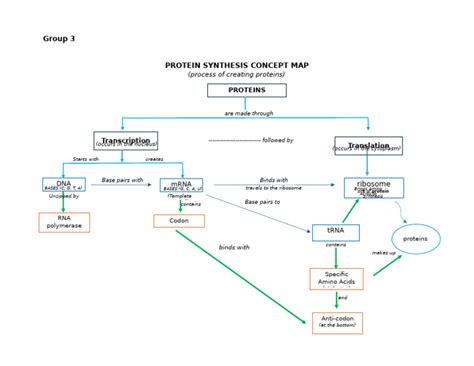 Protein Synthesis Concept Map Pdf Translation Biology Genetics
