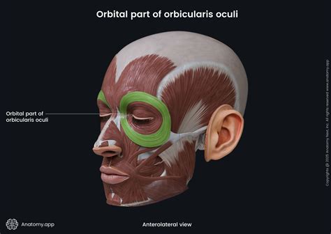 Orbital Part Of Orbicularis Oculi Anterolateral View Anatomyapp