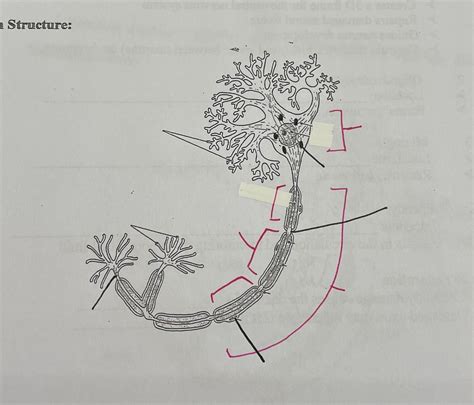 Neuron Structure Diagram Quizlet