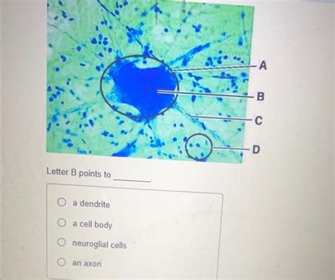 Solved Letter A Points To Neuroglial Cells A Neuron An Axon
