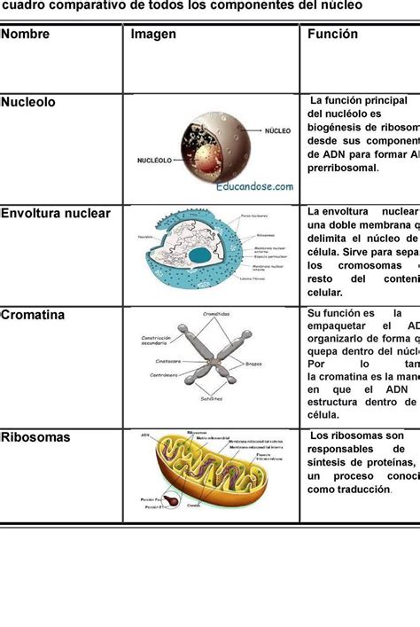 Cuadro Que Especifique Estructuras Con Funciones Del Núcleo Brainlylat
