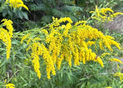 Ravaged By Ragweed Neil Sperrys Gardens