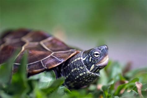 Chinese Pond Turtle Mauremys Reevesii A Small Semiaquatic Turtle