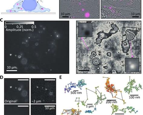 Holographic Fluorescence Imaging To 3 D Track Extracellular Vesicles Statnano
