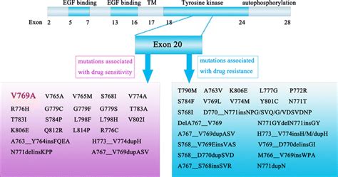 A Novel Point Mutation In Exon 20 Of Egfr Showed Sensitivity To