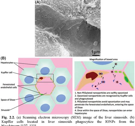 Figure 1 1 From Magnetic Particle Imaging MPI Tracers For In Vivo Applications Semantic Scholar