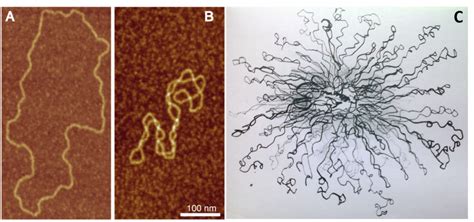 8 4 Chromosomes And Chromatin Biology Libretexts