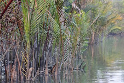 Typical Nipa Palm Nipa Fruticans This Photo Was Taken From Sundarbans