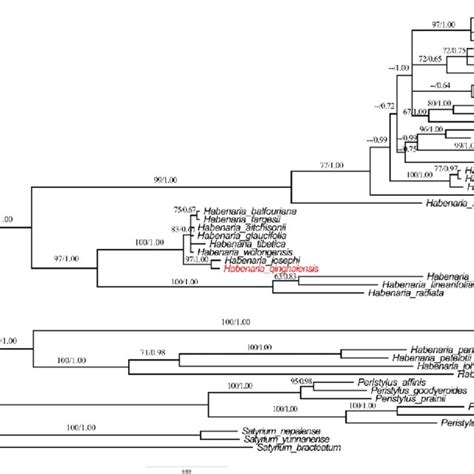 Phylogram Of Bayesian Inference Based On Nrdna Its And Plastid Download Scientific Diagram