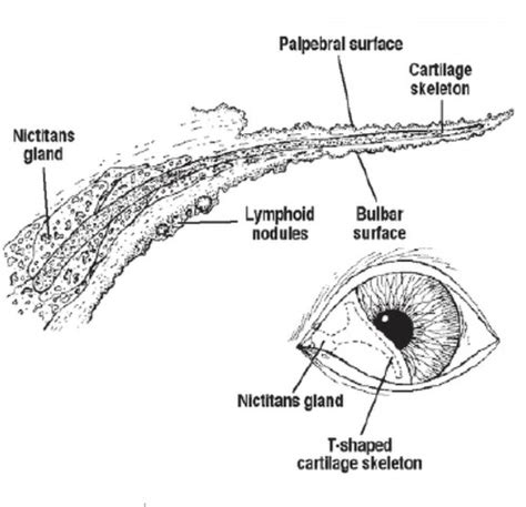 Conjunctiva And Eyelids Flashcards Quizlet