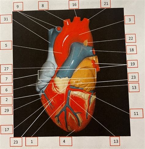 Heart Anatomy Flashcards Quizlet
