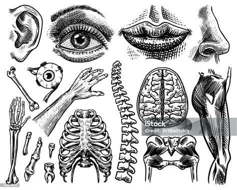 인간의 뼈와 근육 세트의 해부학 장기 시스템 몸과 흉부와 골반 심장과 뇌 눈과 척추 감각 피질 컬렉션 다리와 팔 손으로 그린 생물학 일러스트 간 내부 기관에 대한 스톡 벡터