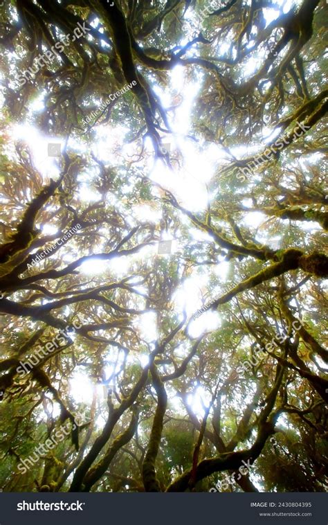 16 Thousand Sunlight Filtering Through Leaves Royalty Free Images Stock Photos Pictures