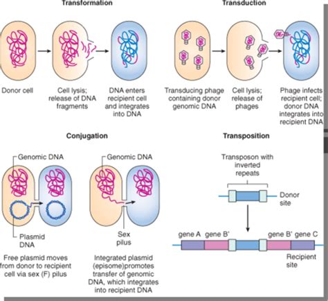 Micro 03 Bacterial Genetics Flashcards Quizlet
