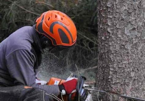 Removing Debris And Stumps A Tree Cutting Process