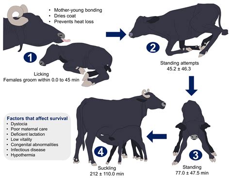 Dairy Buffalo Behavior Calving Imprinting And Allosuckling