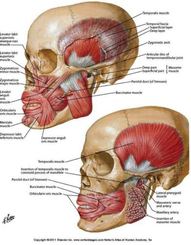 Anatomy Temporal Infratemporal Fossa Flashcards Quizlet