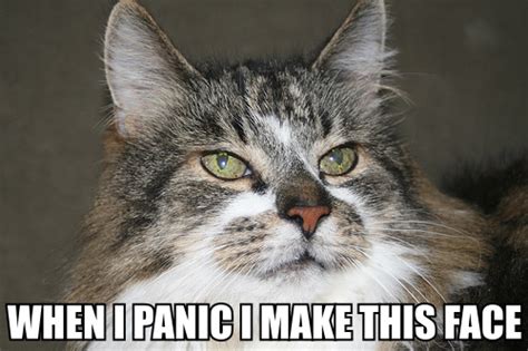 Panic Cat Memes