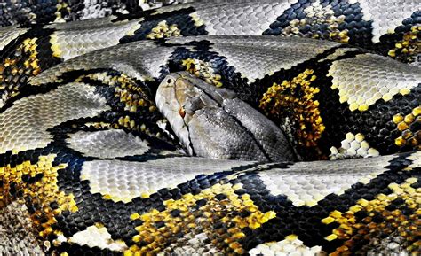 How To Survive A Python Attack The Survival Way