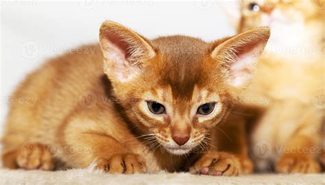 Abyssinian Kitten Photographed By A Close Up A Little Abyssinian