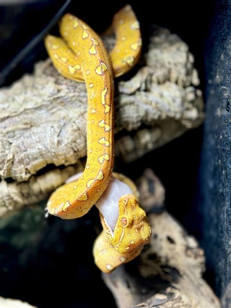 Green Tree Pythons Reptile Forums