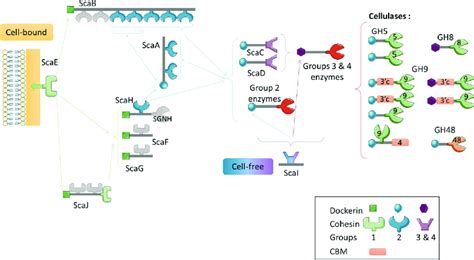 Schematic Representation Of Cellulosome Complexes In R Champanellensis Download Scientific