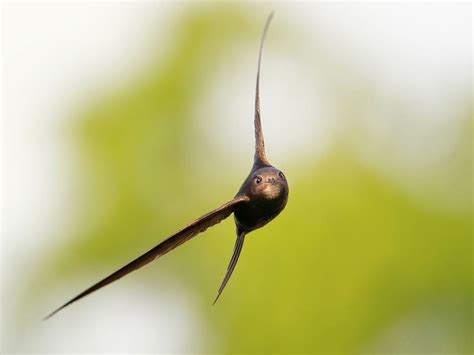 What Do Swifts Eat Diet Feeding Behavior Faqs Birdfact
