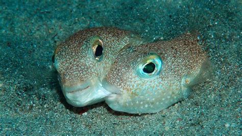 Топ 10 животни открити през последната година Новини бг