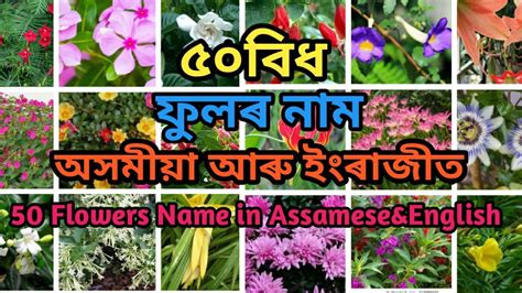 Flowers Name List In Assamese At Alton Phelps Blog