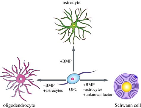 Oligodendrocytes Vs Schwann Cells