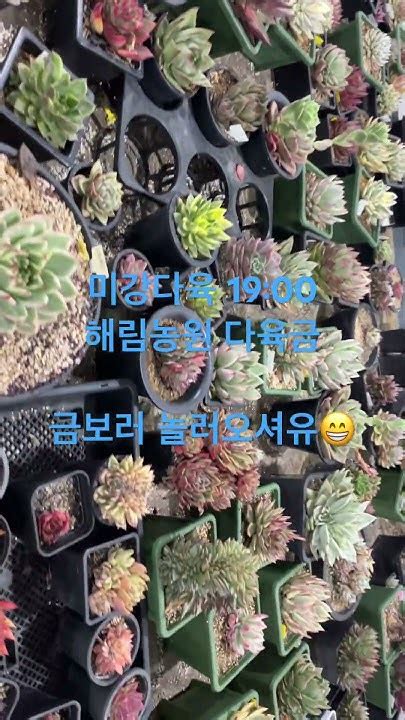 다육이 다육식물 다육금 다유기 Youtube
