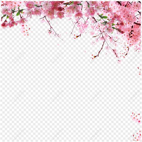 봄 일러스트 싱그러운 핑크 벚꽃 테두리경계여름 Png 일러스트 무료 다운로드 Lovepik