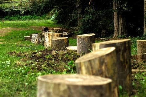 premium photo selective focus of chopped tree stumps in a green forest