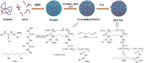 Schematic Representation Of The Formation Of Download Scientific