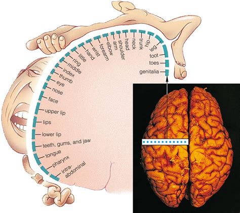 Somatosensory Cortex Somatic Sensation Central Nervous System