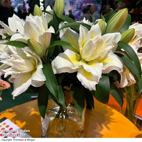 Lily Blizzard Dobies