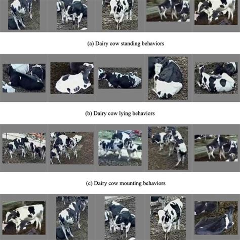 Example Of Dairy Cow Behavior Data Download Scientific Diagram