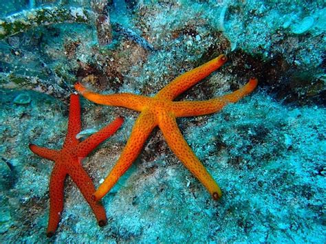 海星