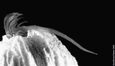 Sex And Behaviour The A Level Biologist Your Hub