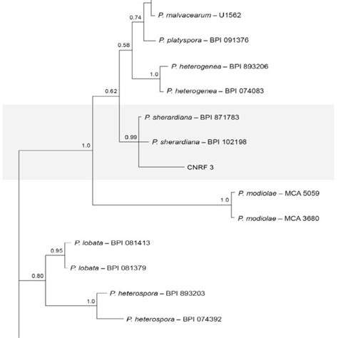 bayesian tree generated from alignment of partial 28s gene sequences of