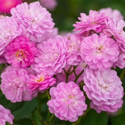 Pretty In Pink Eden Climber™ Rose Plant Addicts