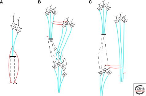 Guidance Molecules In Axon Regeneration