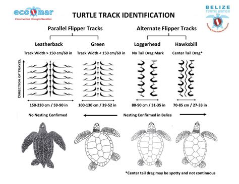 Sea Turtle Track Id