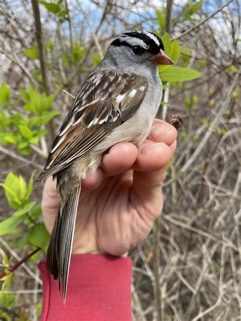 Guest Feature Sex Determination Of Eastern White Crowned Sparrows