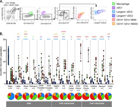 Human Anogenital Monocyte Derived Dendritic Cells And Langerincdc2 Are