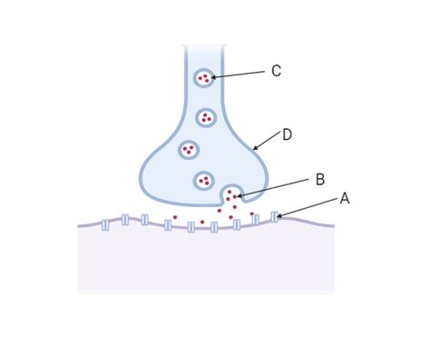 Synapse Anatomy Quiz